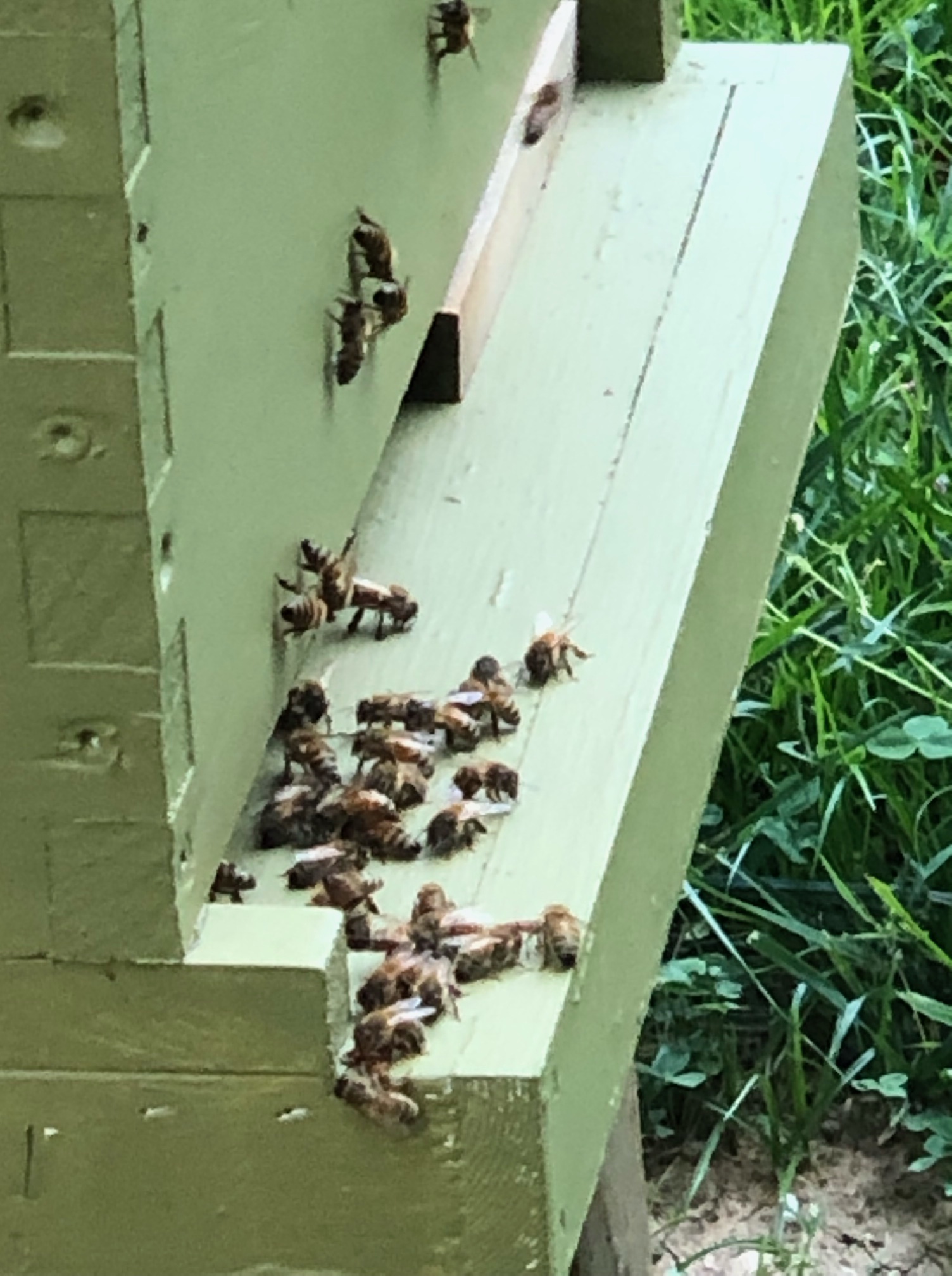 Christ the King Bees – Bee Keeping Ministry in Great Falls Virginia