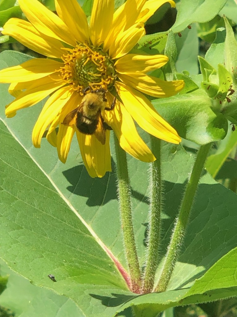 Native Bees at the Apiary – Christ the King Bees